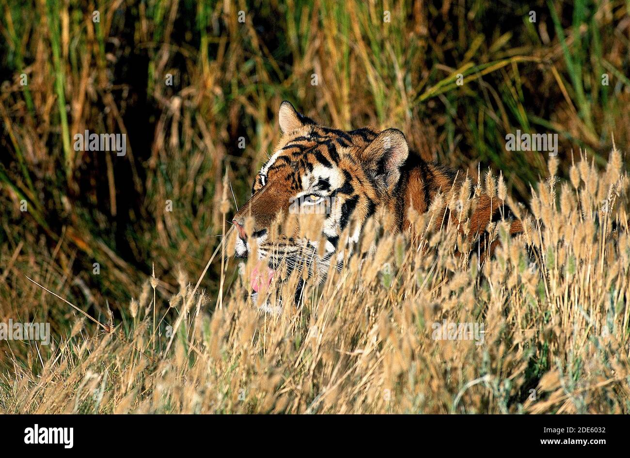 Tiger in grass camouflage hi-res stock photography and images - Alamy