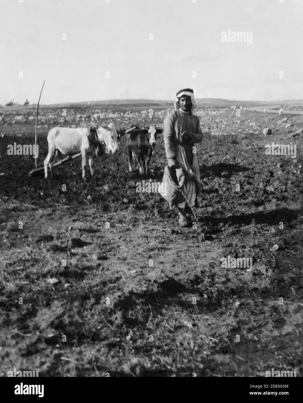 Middle East History - Agriculture etc. Sowing a field near Rama showing ...
