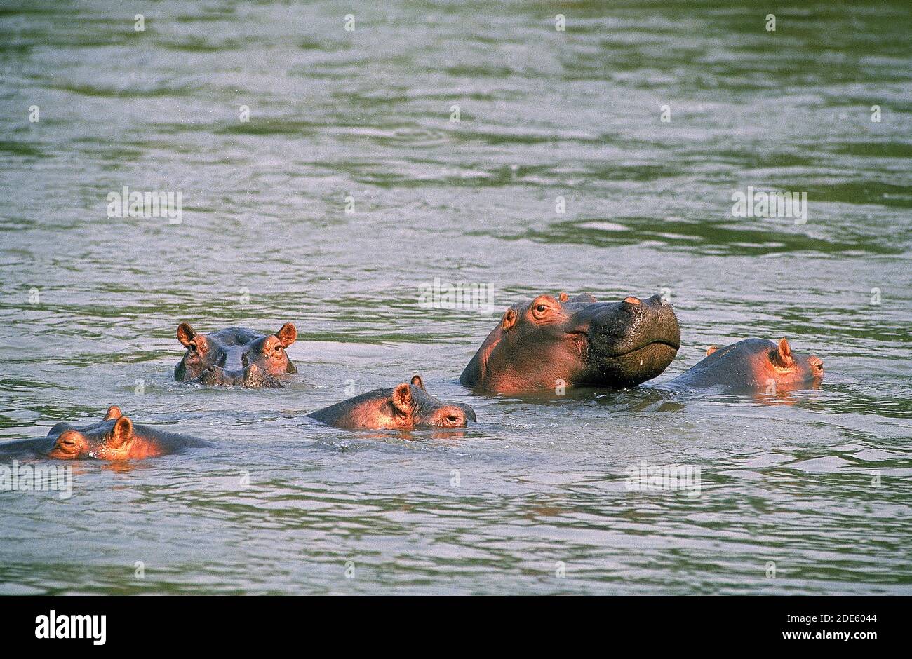 Hippopotamus, hippopotamus amphibius, Adults standing in Lake, Virunga ...