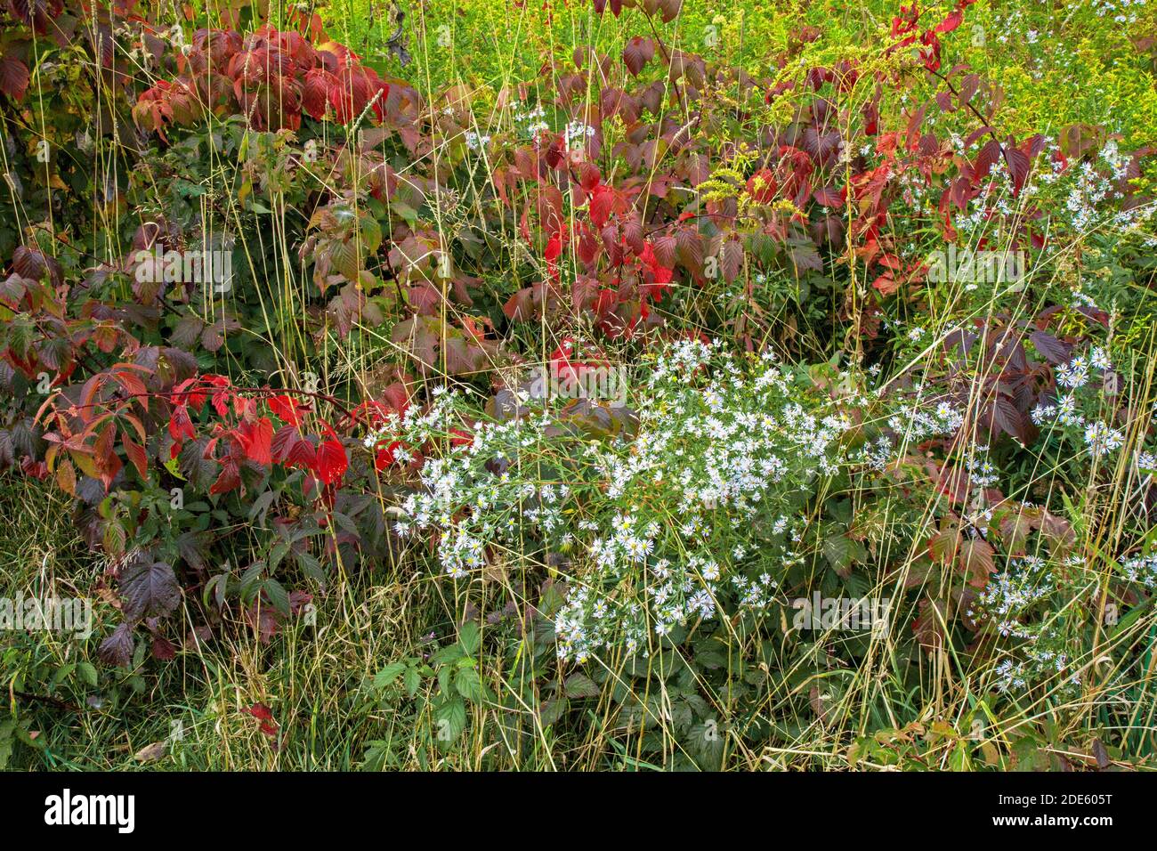 Autumn vegetation in a natural wild meadow in Pennsylvania’s Pocono ...