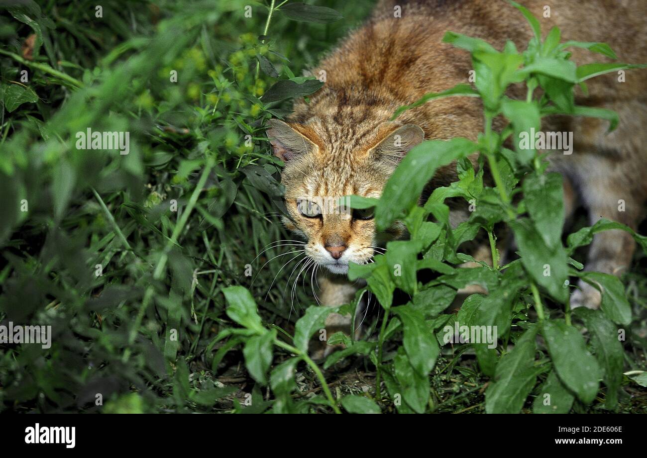 European Wildcat, felis silvestris, Adult hunting Stock Photo - Alamy