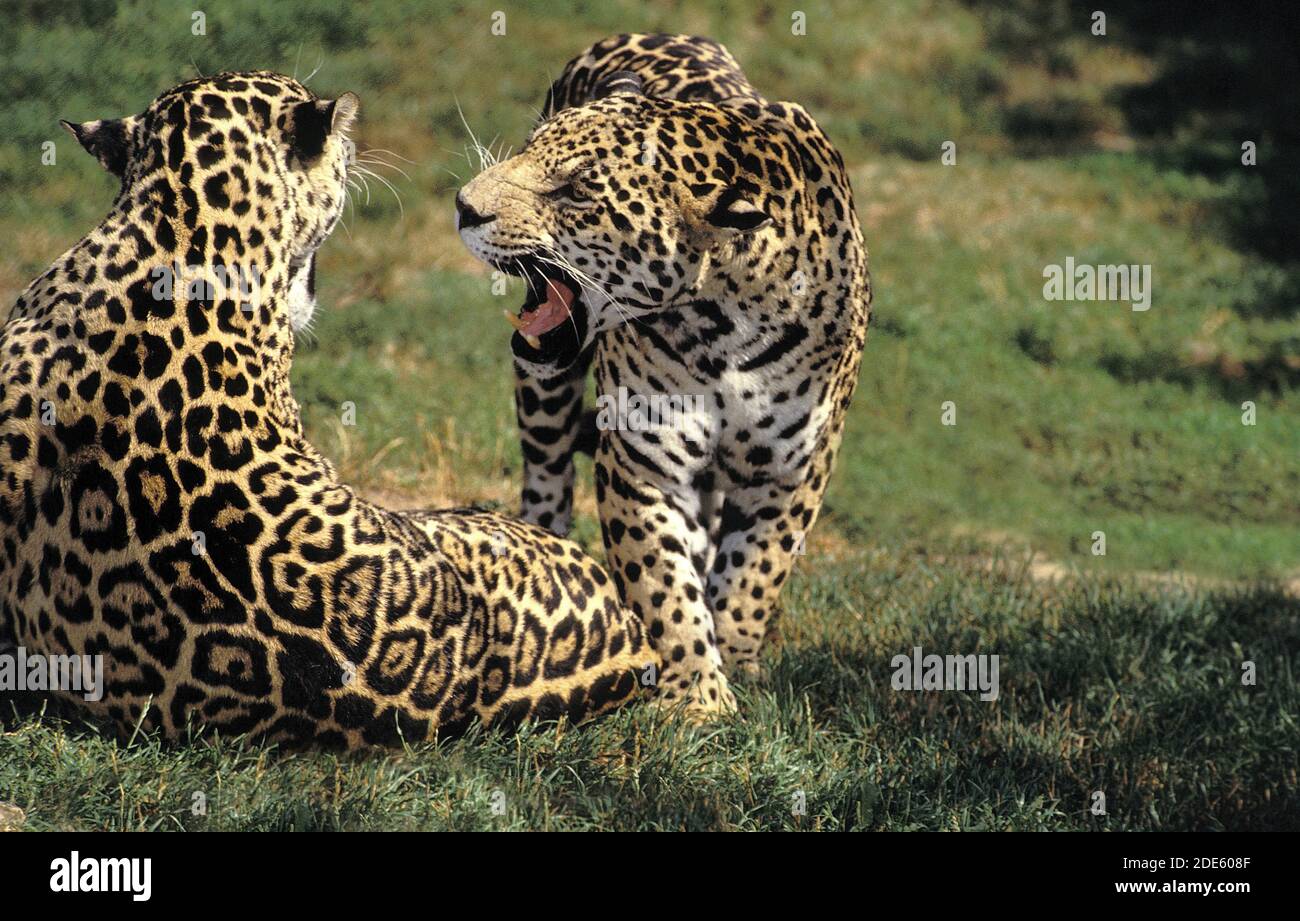 Jaguar, panthera onca, Male with Female, Snarling Stock Photo - Alamy