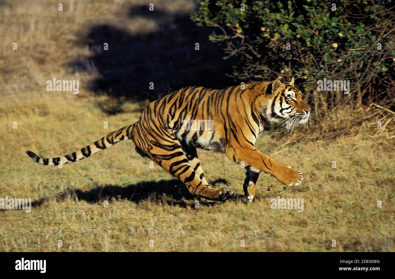 Bengal Tiger, panthera tigris tigris, Adult running Stock Photo - Alamy