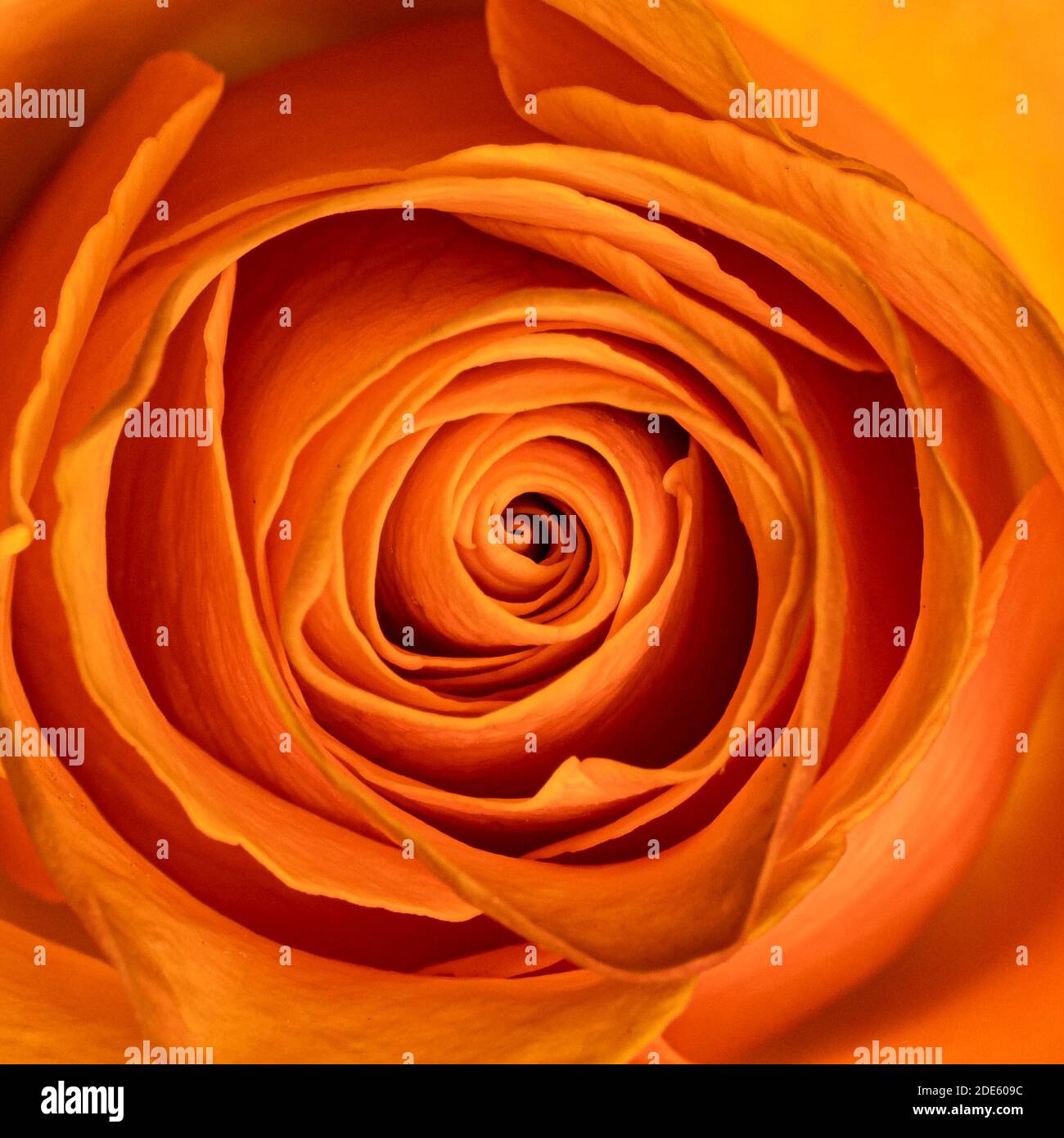 Detailed top view of orange open rose head Stock Photo - Alamy