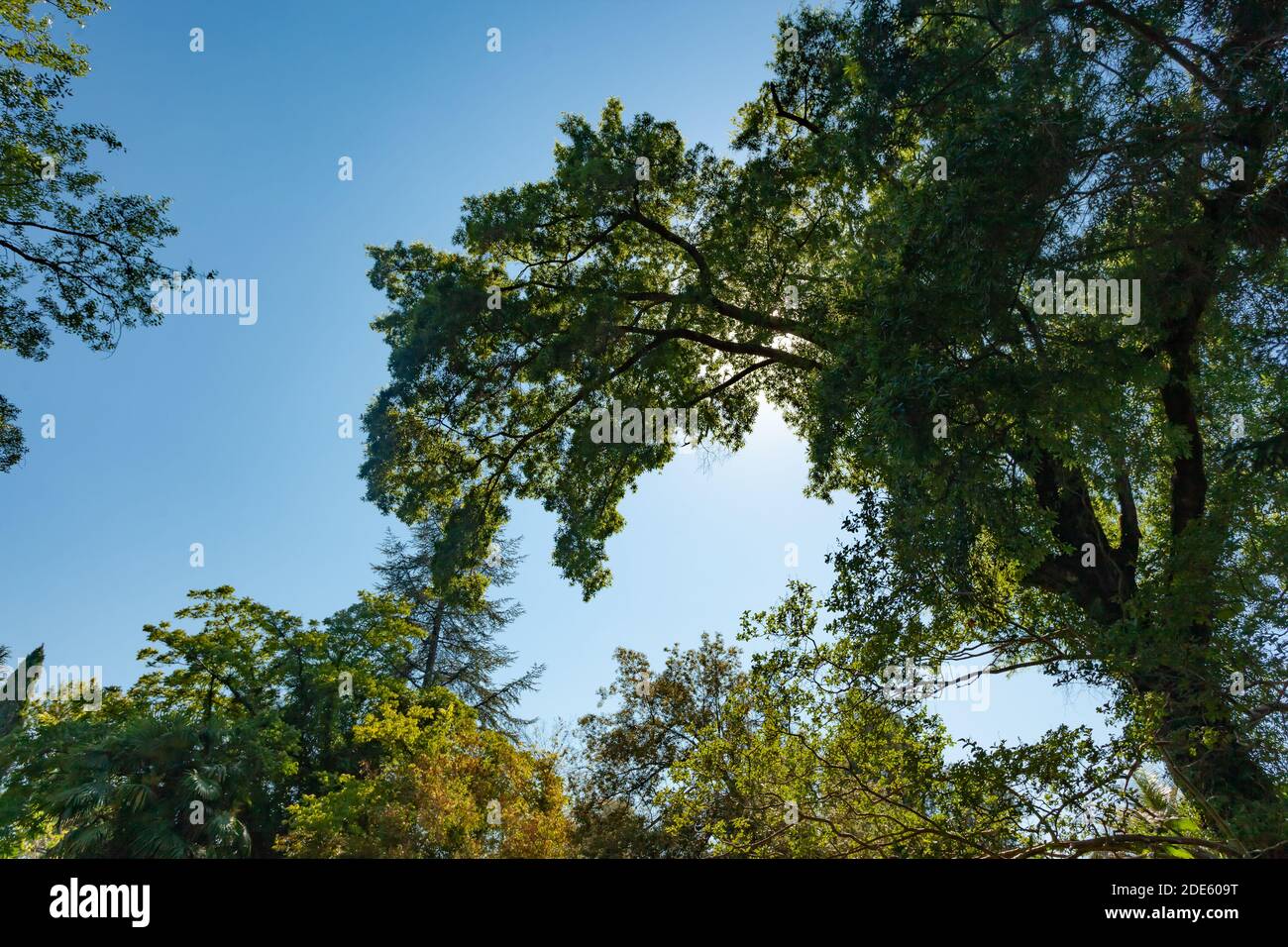 crown of a large green tree Stock Photo - Alamy