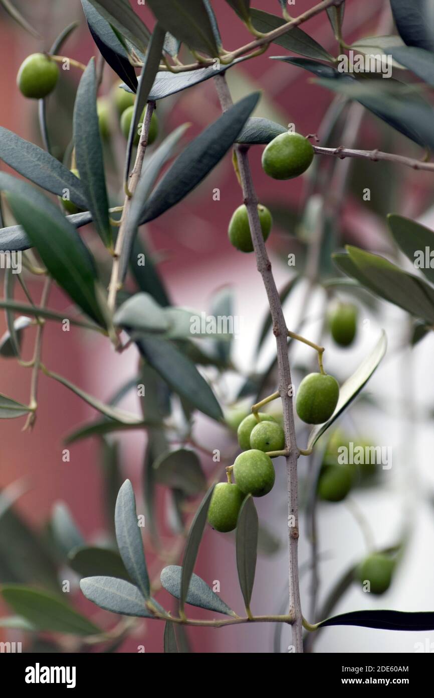 Olive fruits growing on an olive tree branch Stock Photo - Alamy