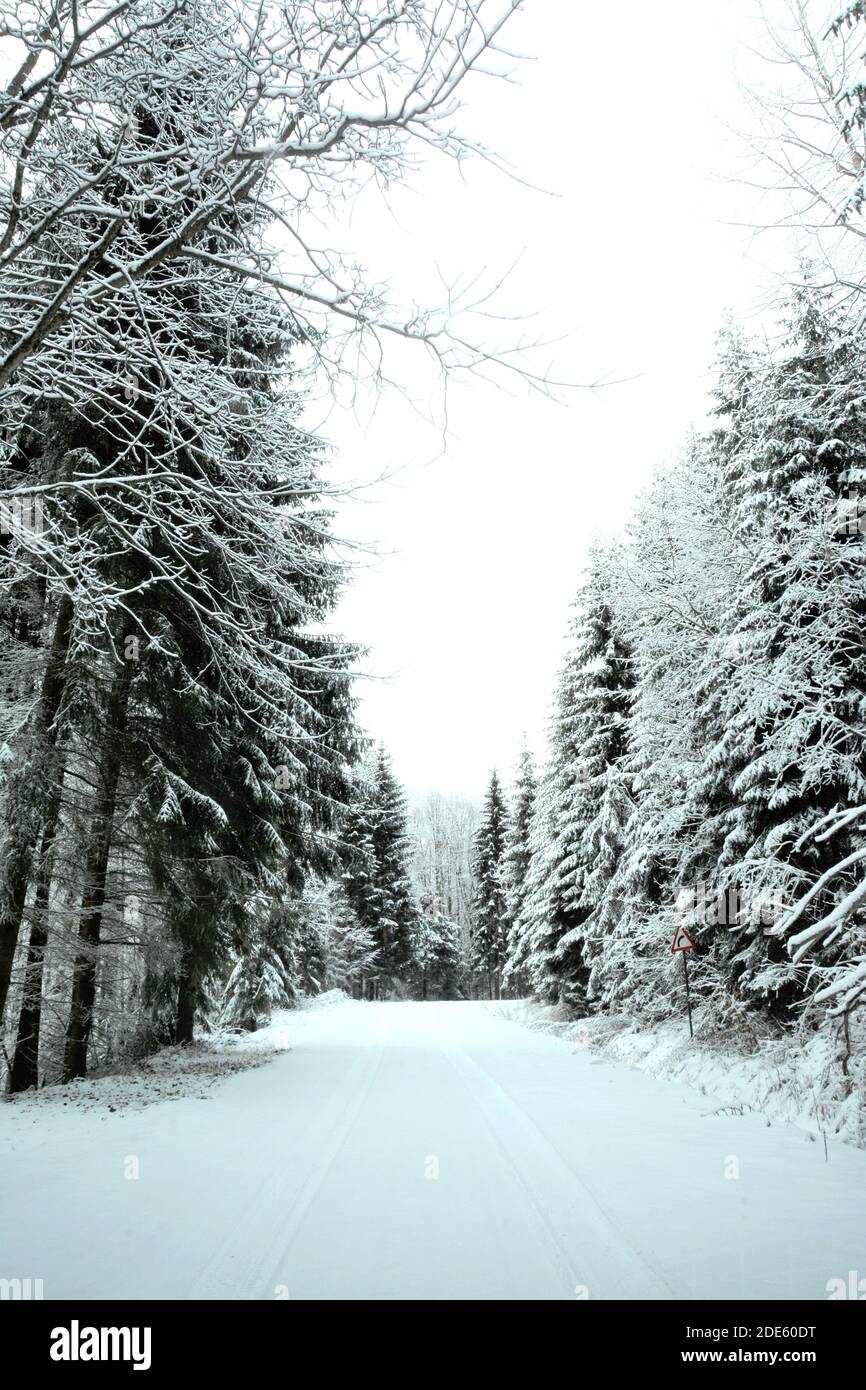 A beautiful road through the snow-capped trees in winter Stock Photo ...
