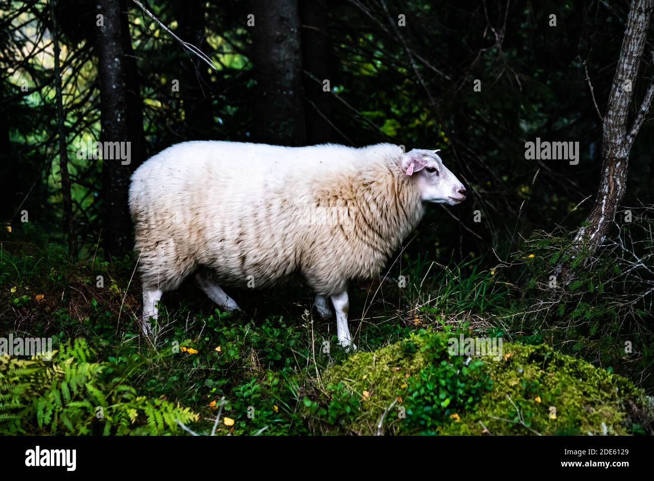 Grown white merino sheep lamb standing in the woods Stock Photo - Alamy
