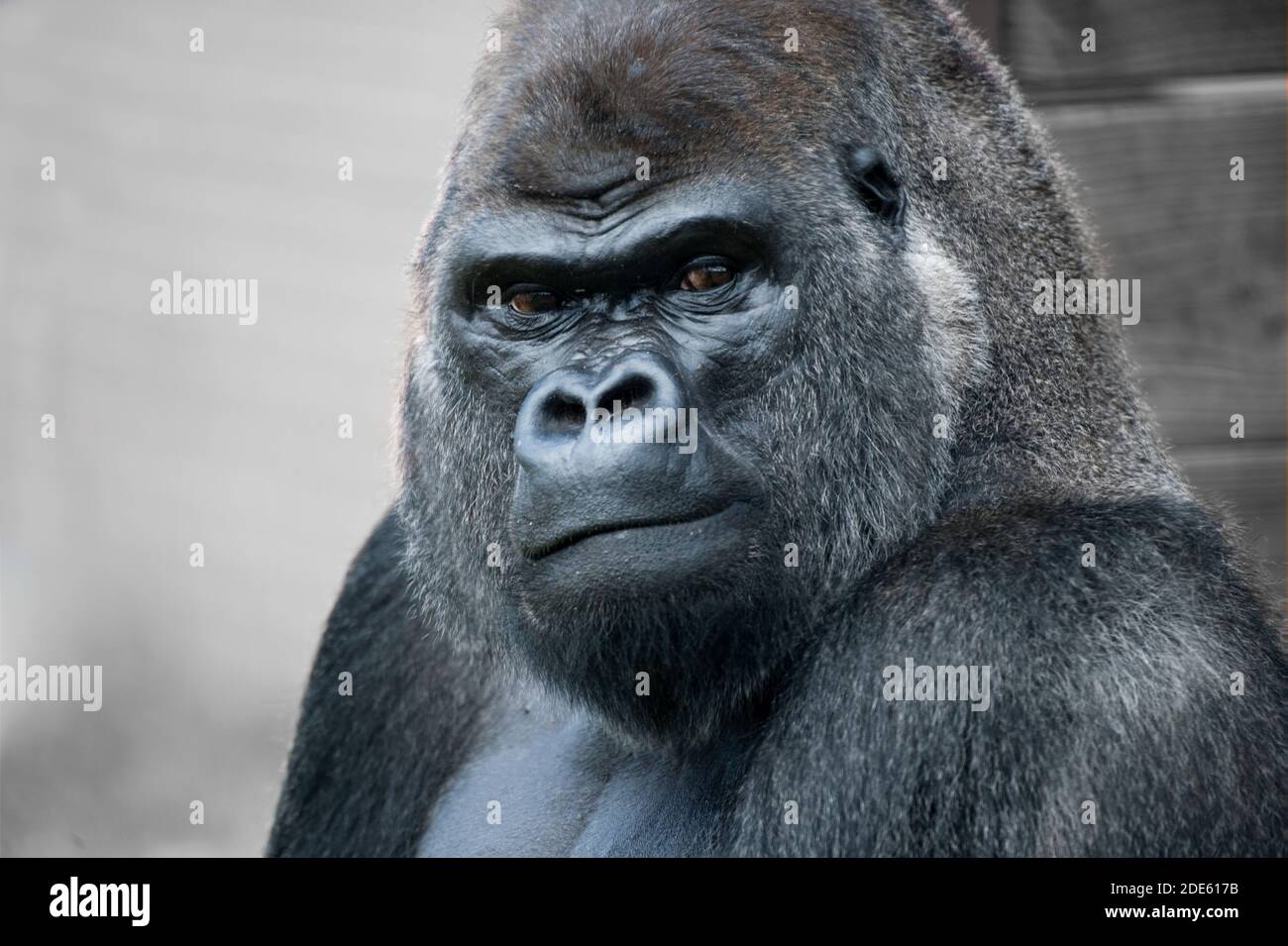 Western Lowland Gorilla Silverback Close Up Stock Photo - Alamy