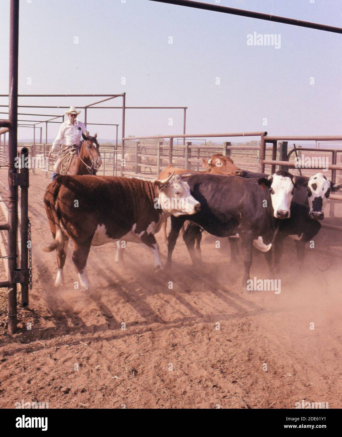 Cowboy moving cattle through pens on a ranch in Texas ca. 1998 Stock ...