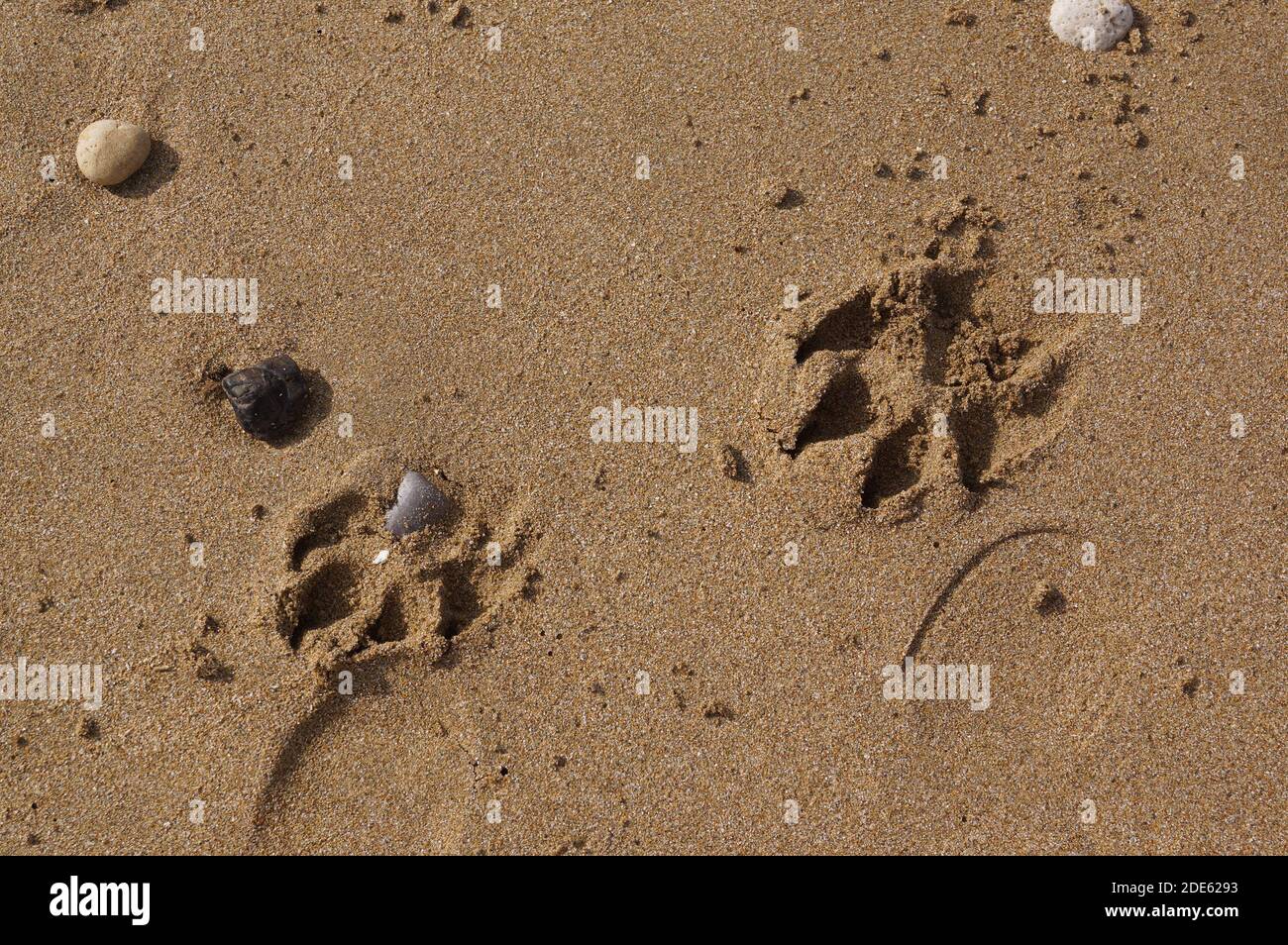Two paw prints left by a dog on the golden sand of a beach Stock Photo - Alamy