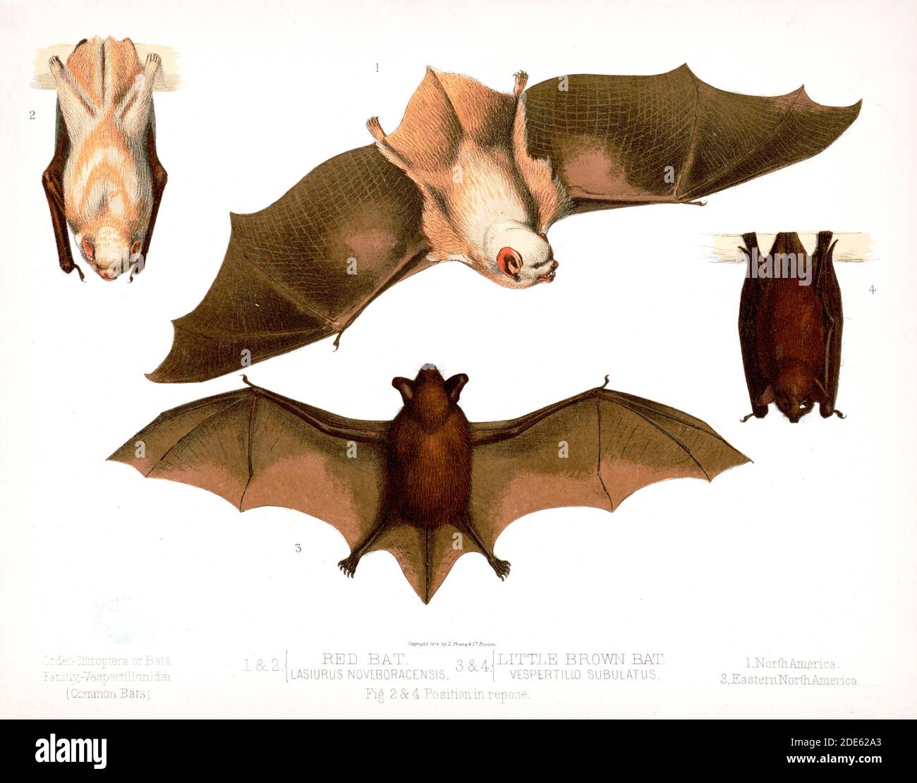 Order chiroptera hi-res stock photography and images - Alamy