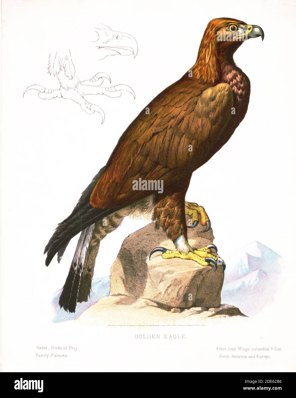 Print shows a right side view of a "Golden eagle" perched on a rock ...