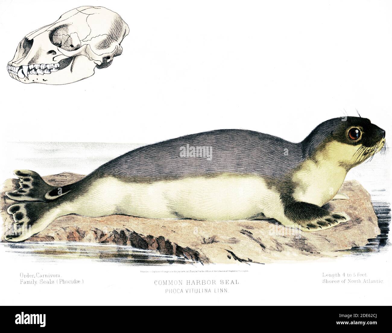 Print of a seal hi-res stock photography and images - Alamy