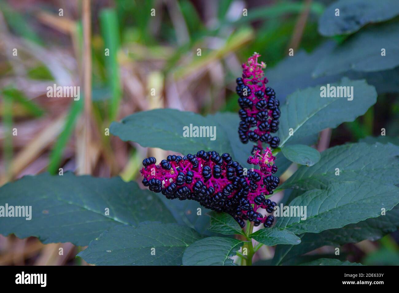 Phytolacca americana, also known as pokeweed or dragonberries with ...