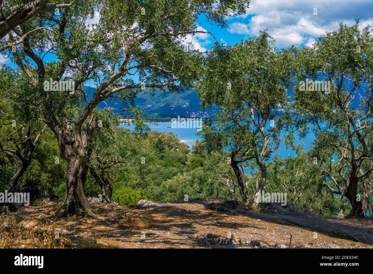 Summer landscape – garden with lush foliage – olive trees, growing on ...