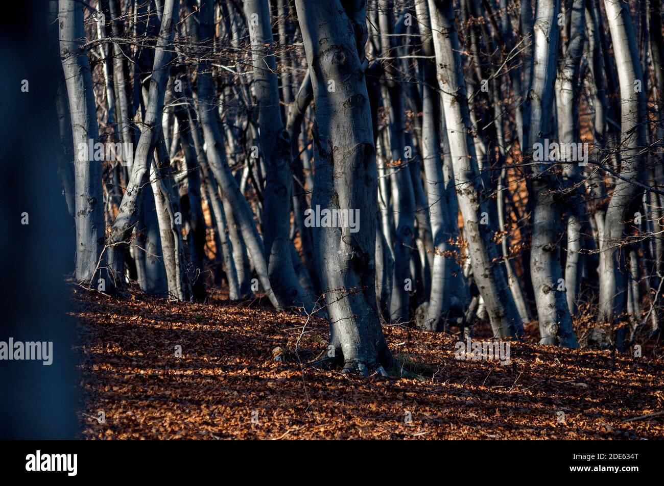 Leaves of a tree in sunlight with shadow play hi-res stock photography ...
