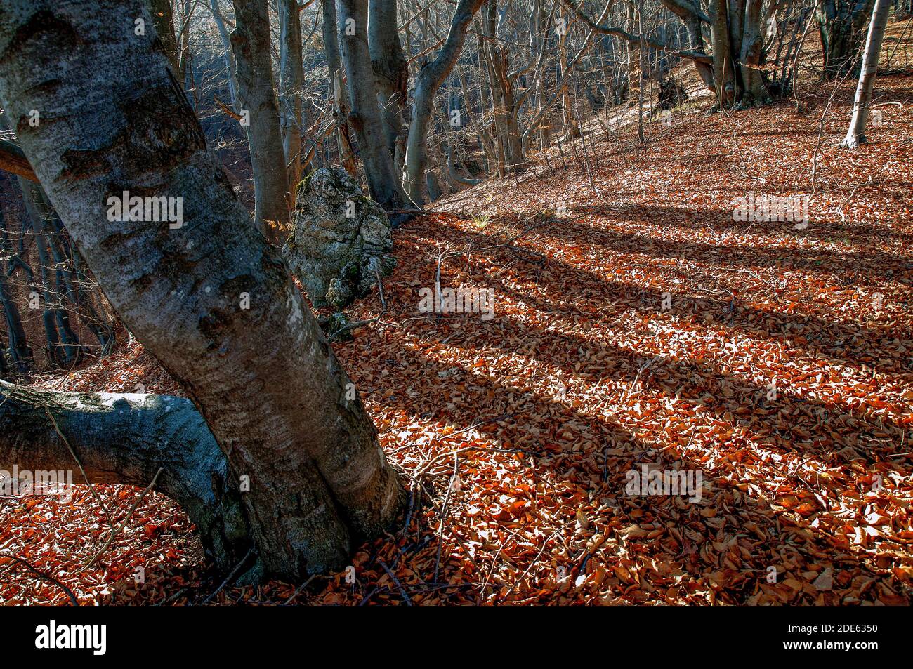Path through thick forest in hi-res stock photography and images - Alamy