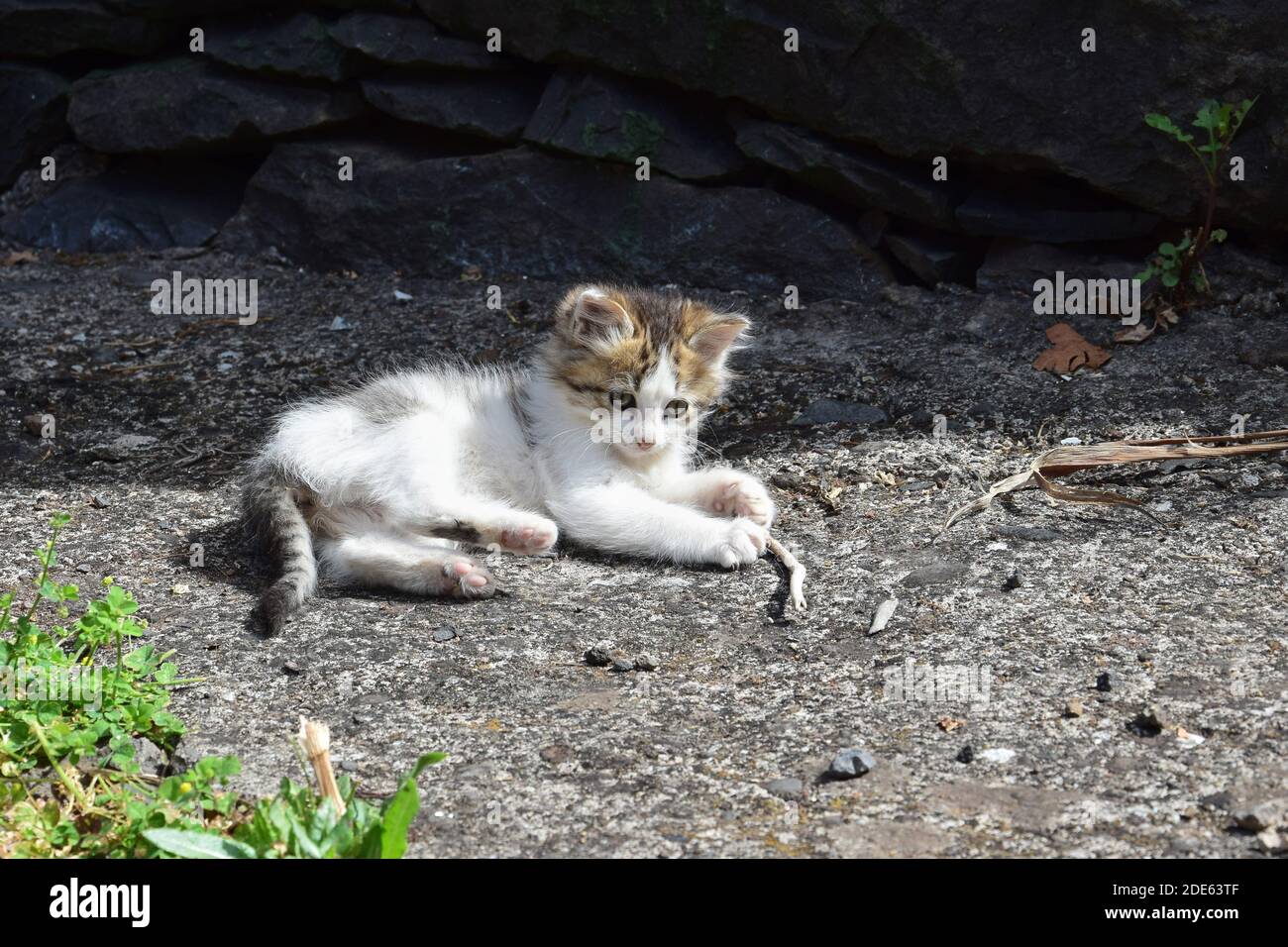 A cute little kitten, lying on the ground and playing with a stick ...