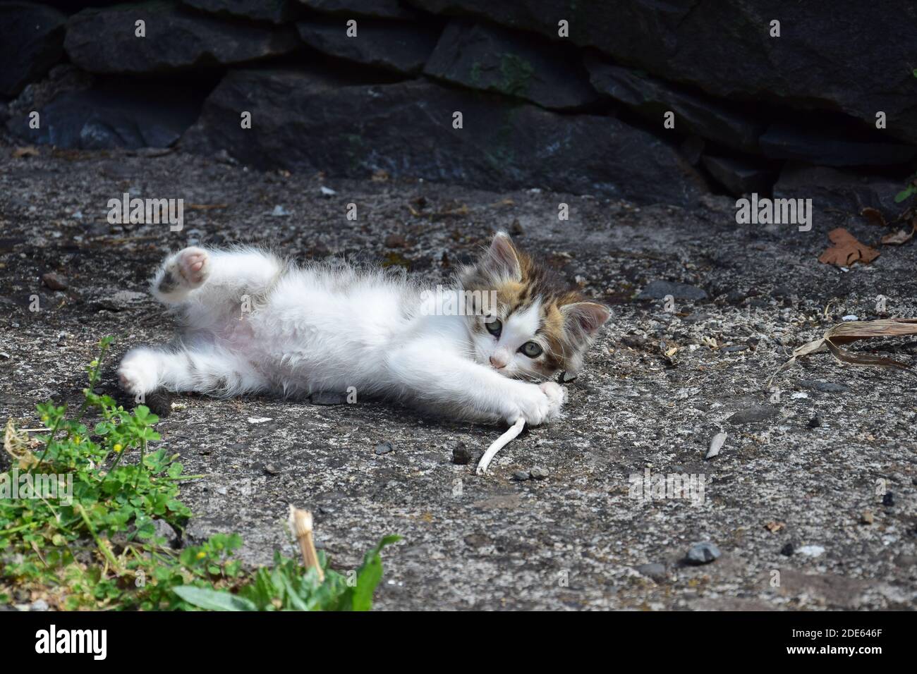 A cute little kitten, lying on the ground and playing with a stick ...