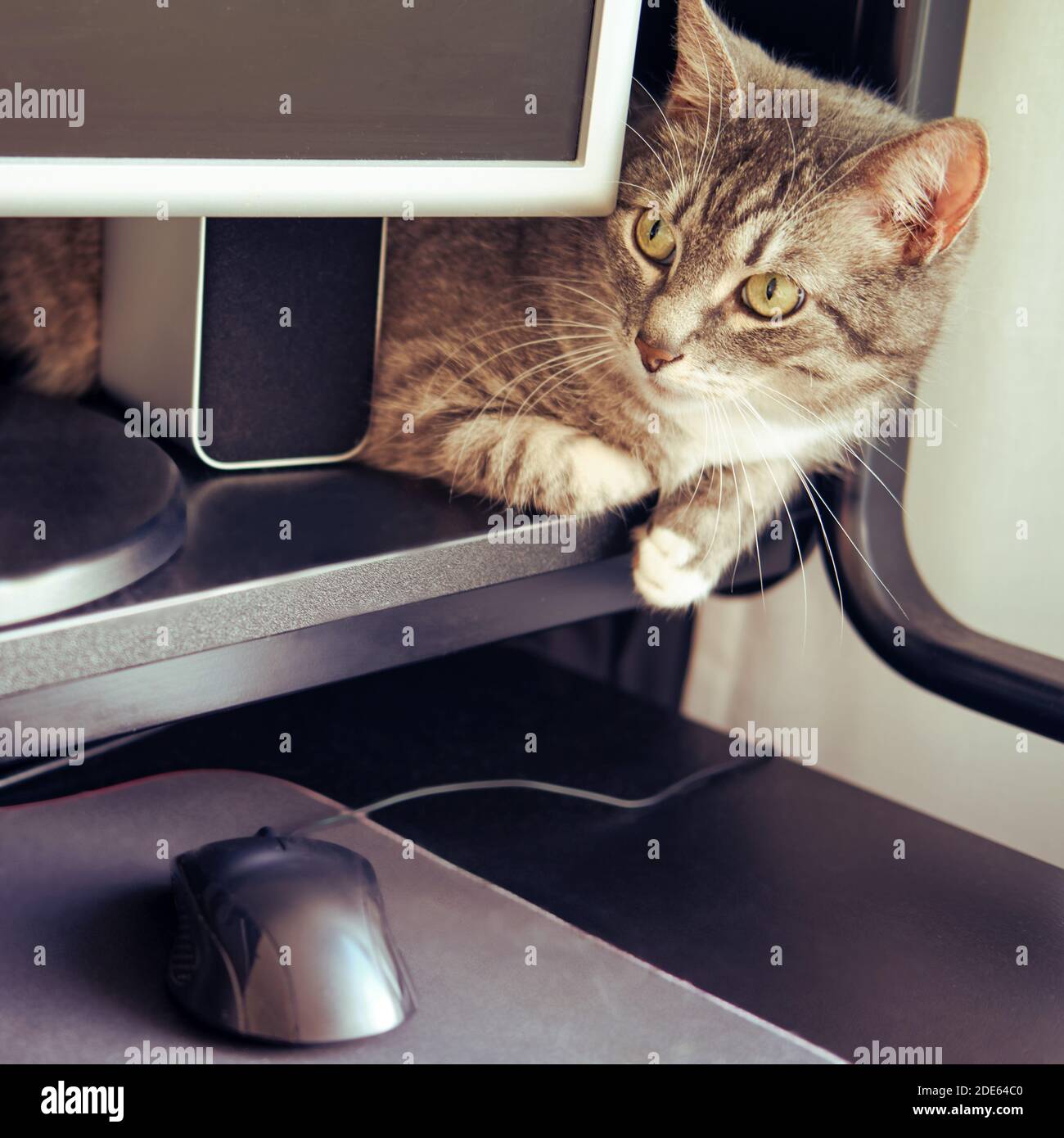 Cat lying behind a home computer monitor on a table. Lockdown and ...