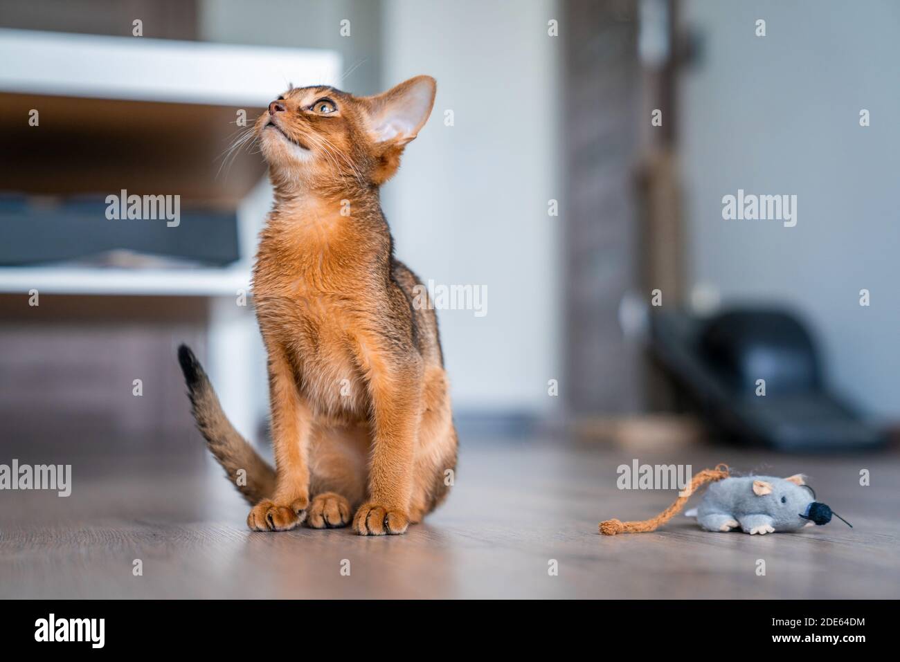 A funny Abyssinian kitten playing on the floor in the living room Stock ...