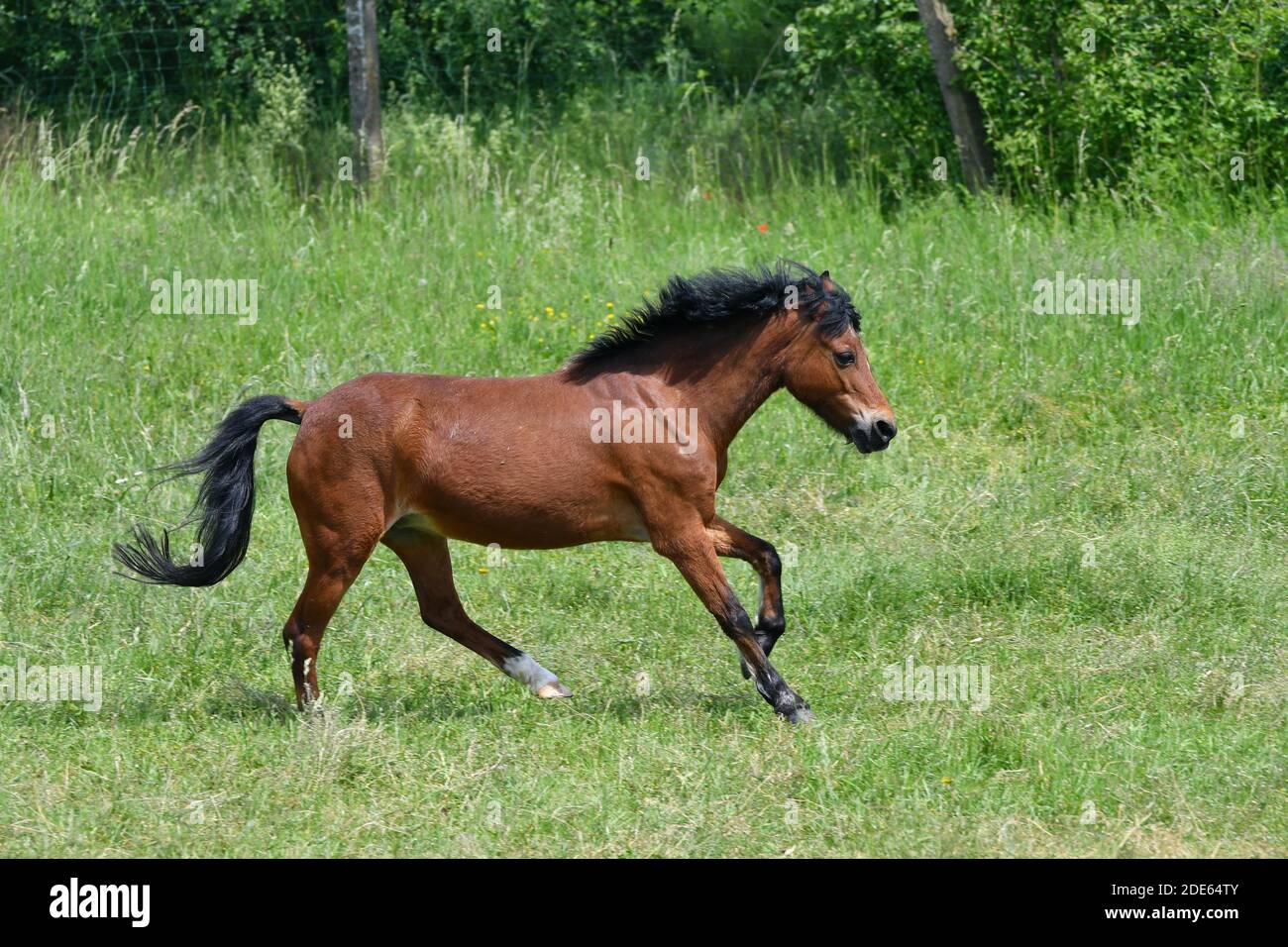 A cute bay pony mare galloping happily in a green meadow Stock Photo ...