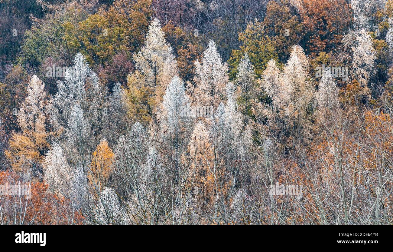 Freeze autumn foliage tree forest texture background. Czech landscape ...