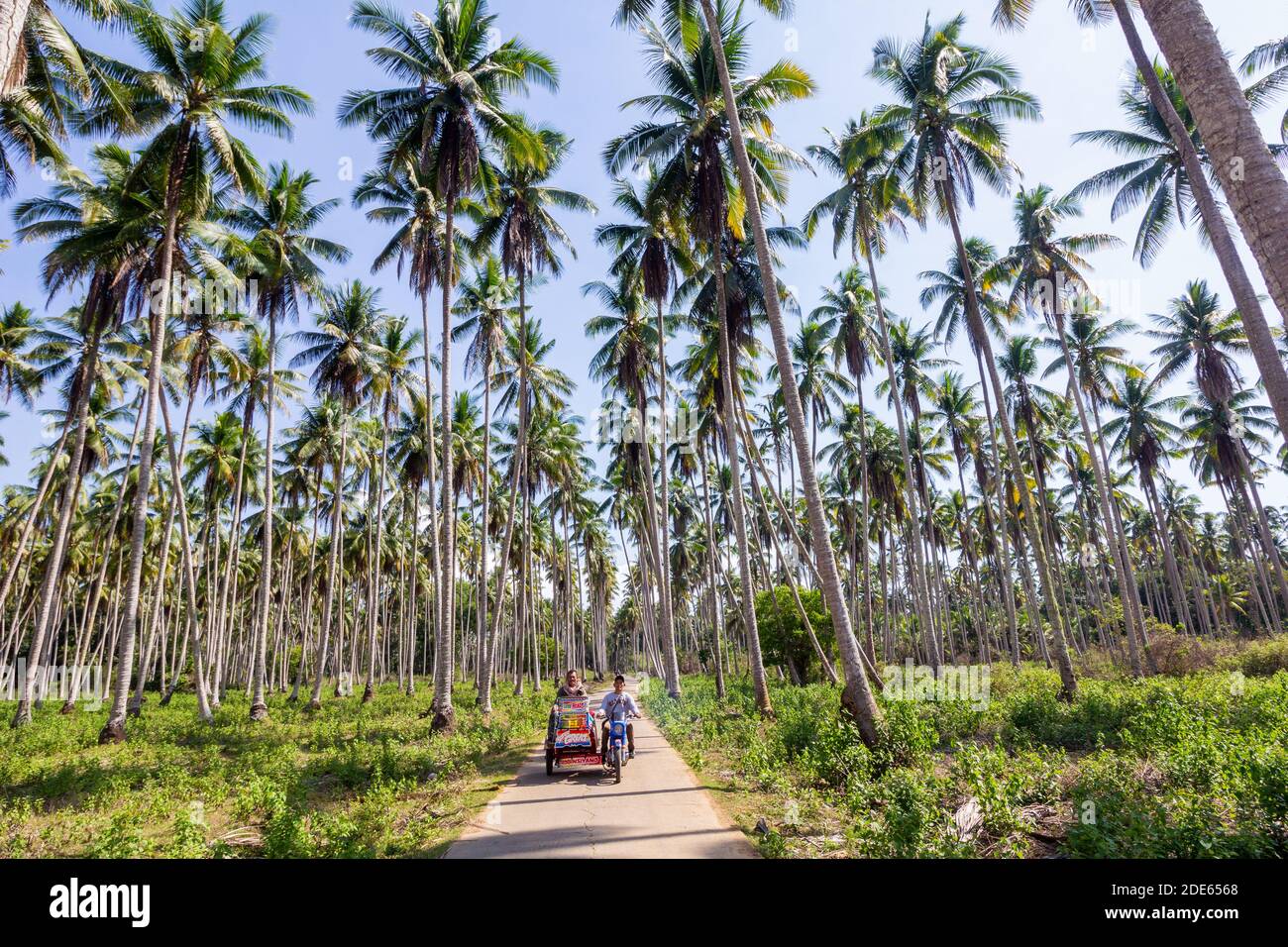 Coconut plantation philippines hi-res stock photography and images - Alamy