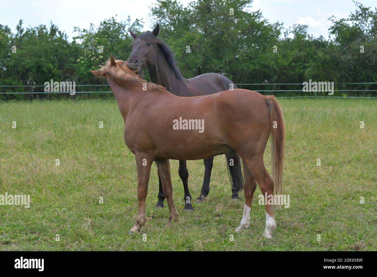 Horse Twitch High Resolution Stock Photography and Images - Alamy