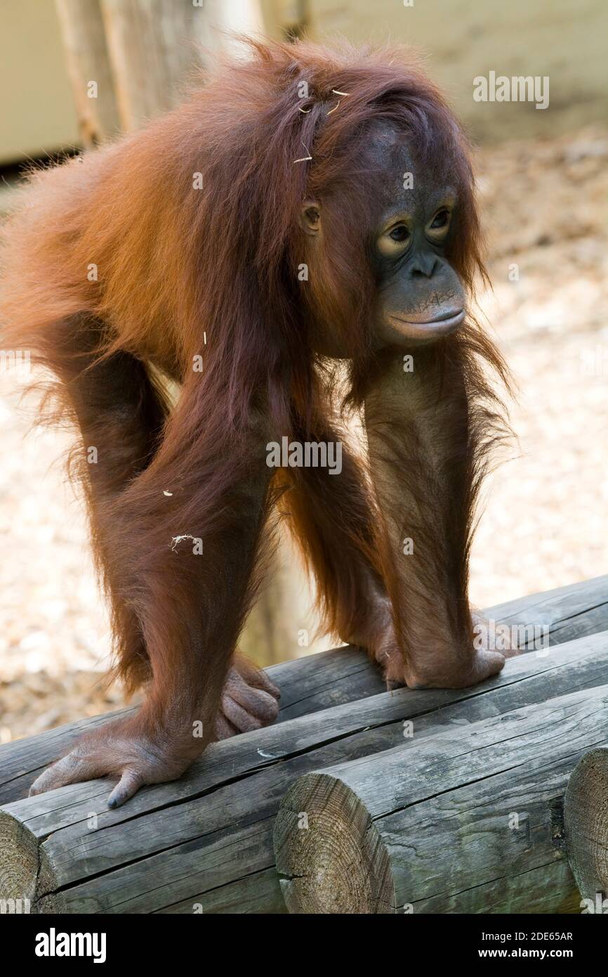 Orangutan standing hi-res stock photography and images - Alamy