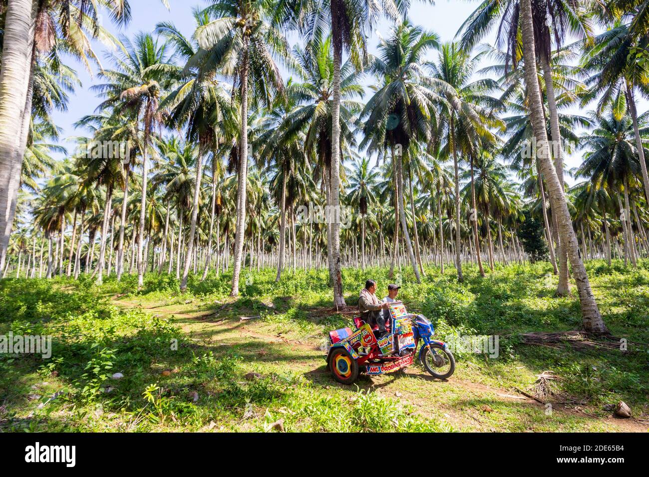 Coconut plantation philippines hi-res stock photography and images - Alamy
