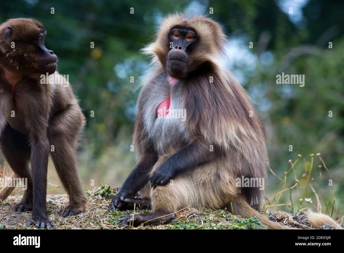 Long haired baboon hi-res stock photography and images - Alamy