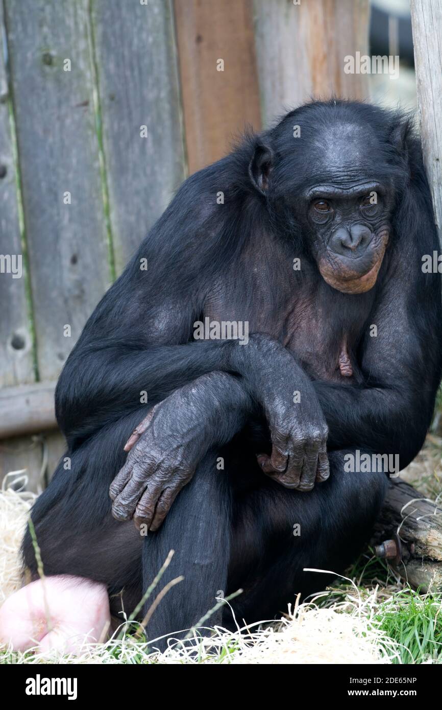 Dwarf chimpanzee hi-res stock photography and images - Alamy