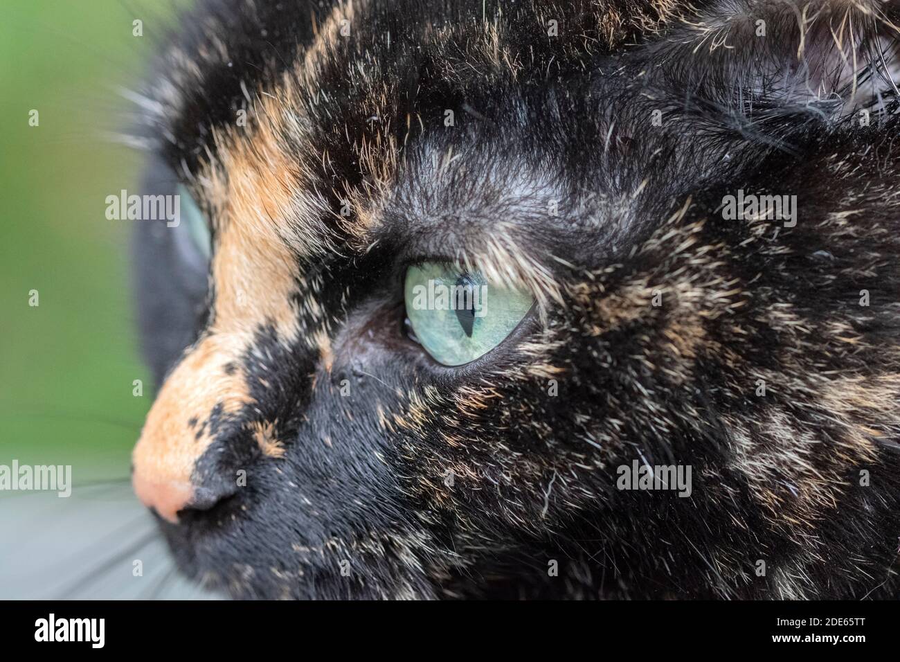 Close Up Of Blue Cat Eyes Stock Photo - Alamy