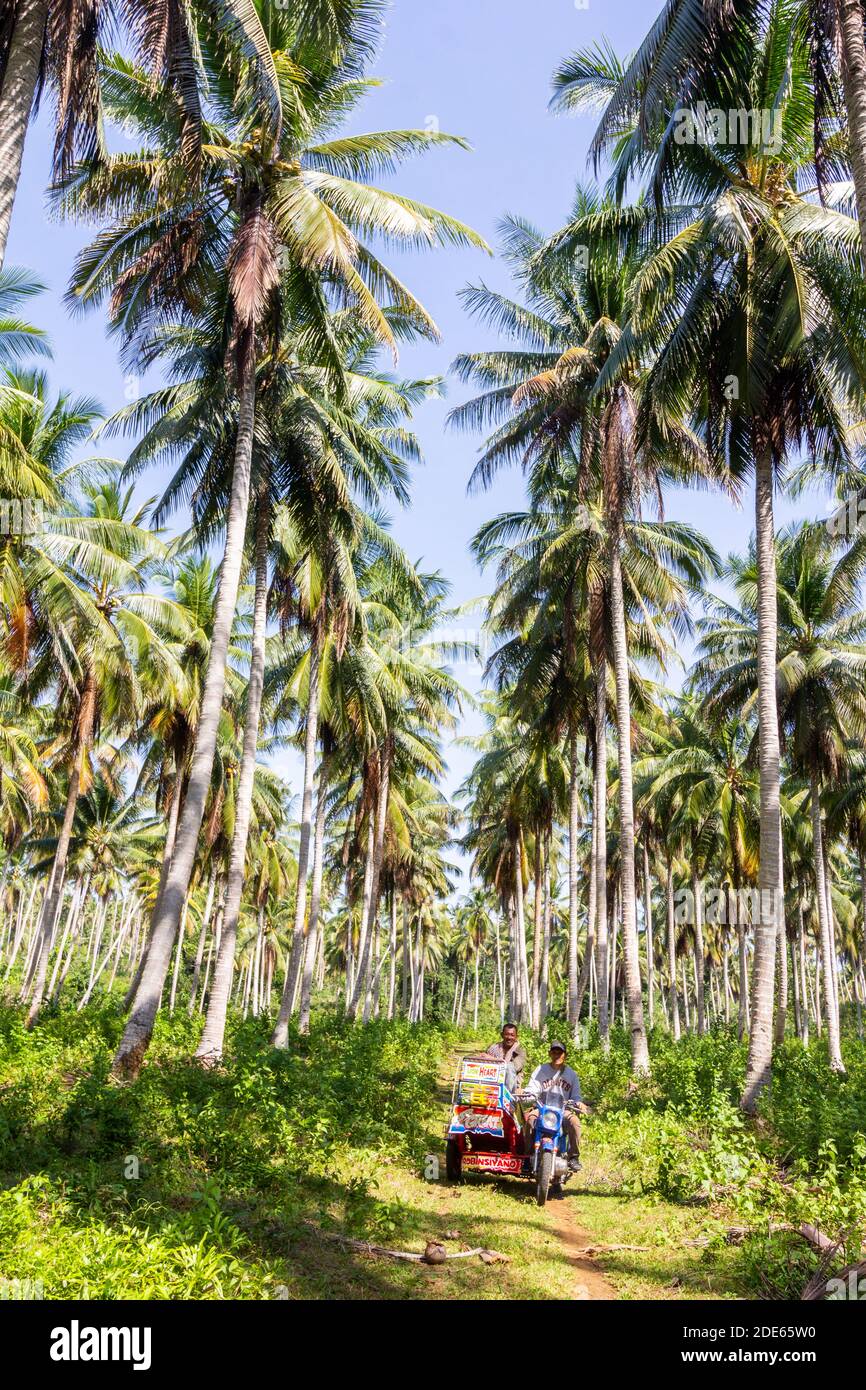 Coconut plantation philippines hi-res stock photography and images - Alamy