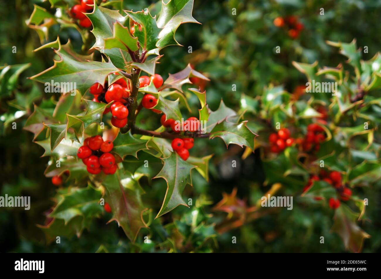 Branch of Ilex aquifolium with berries, selective focus, purposely ...
