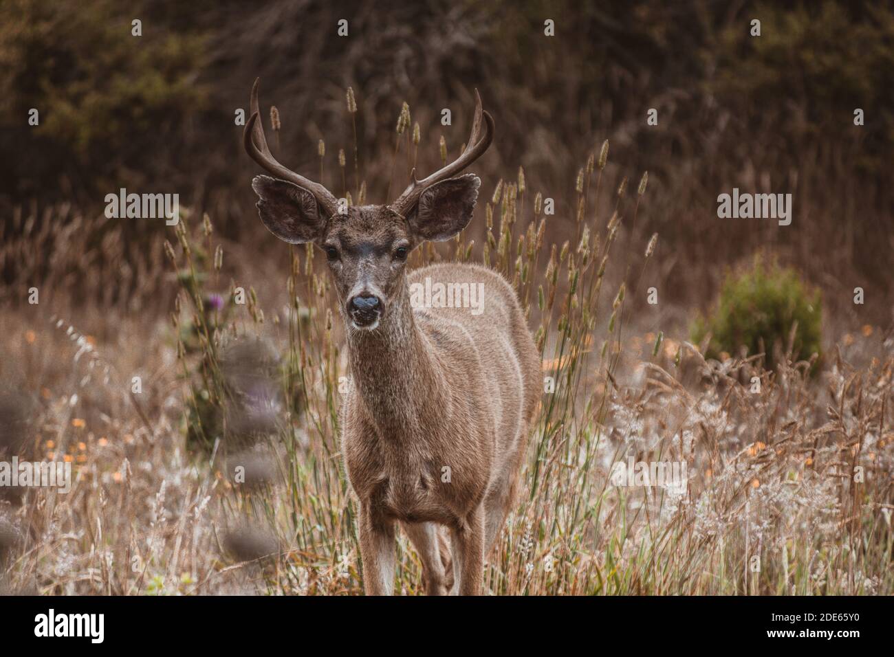 Wild buck in california Stock Photo - Alamy