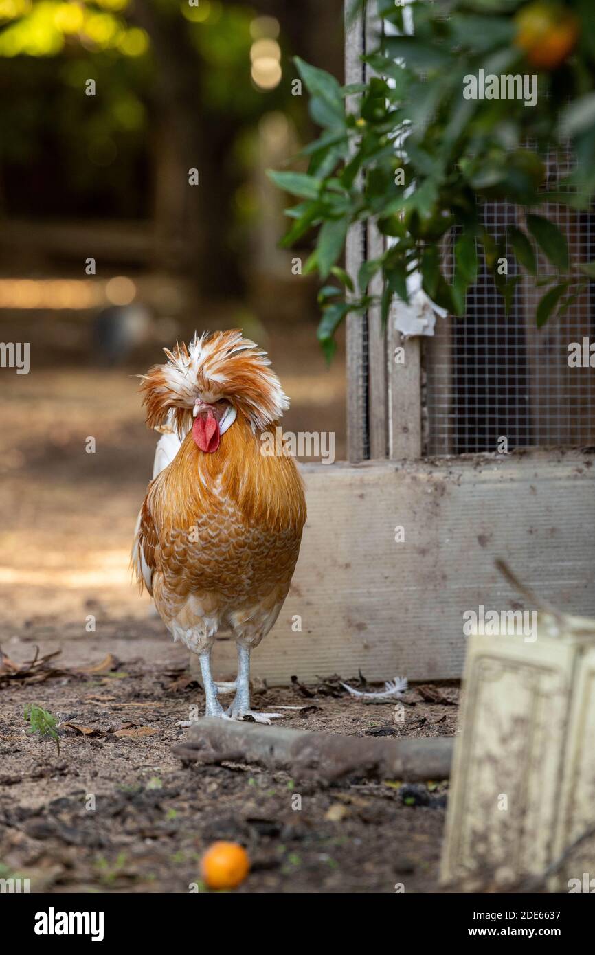 Polish chickens walk the farm Stock Photo - Alamy