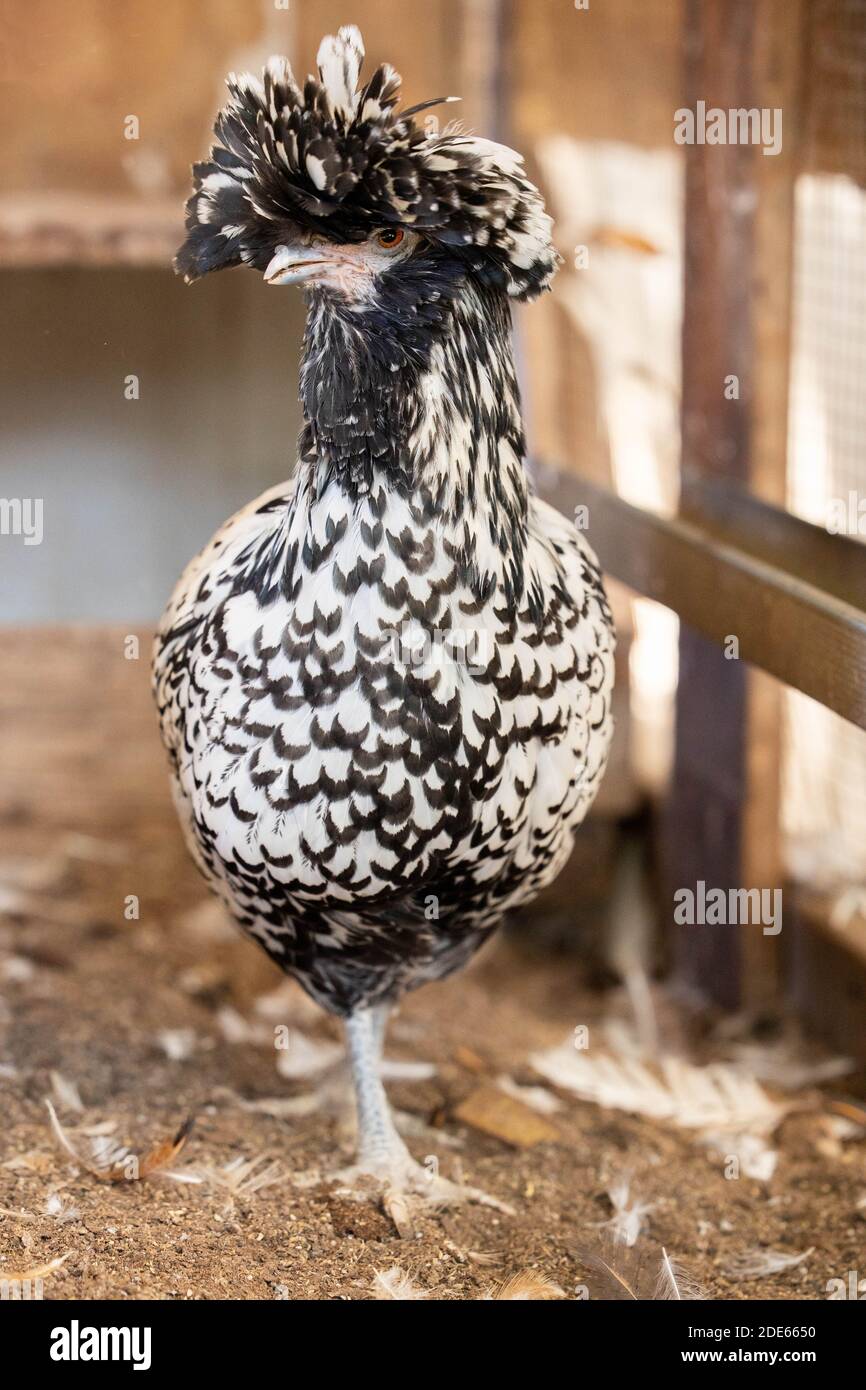 Polish chicken hi-res stock photography and images - Alamy