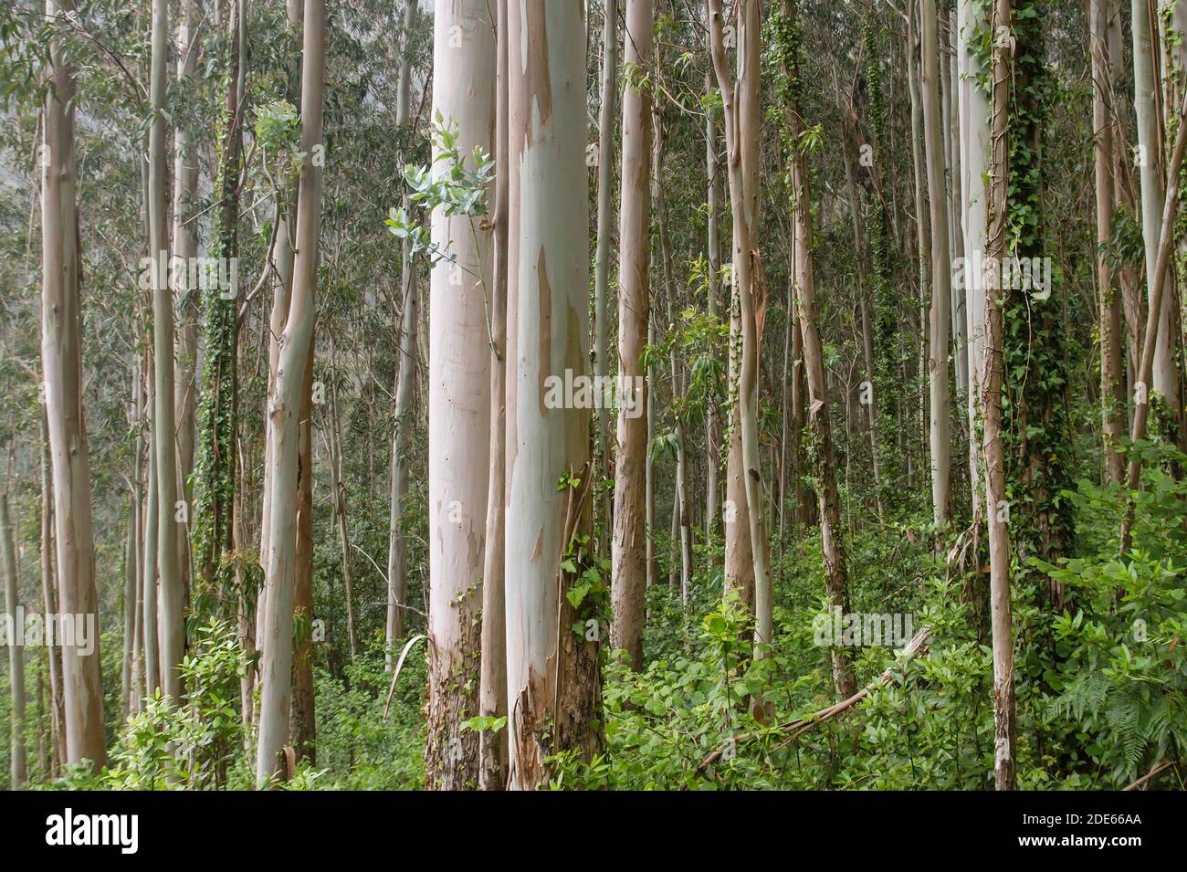 Eucalypt trees green forest landscape Stock Photo - Alamy