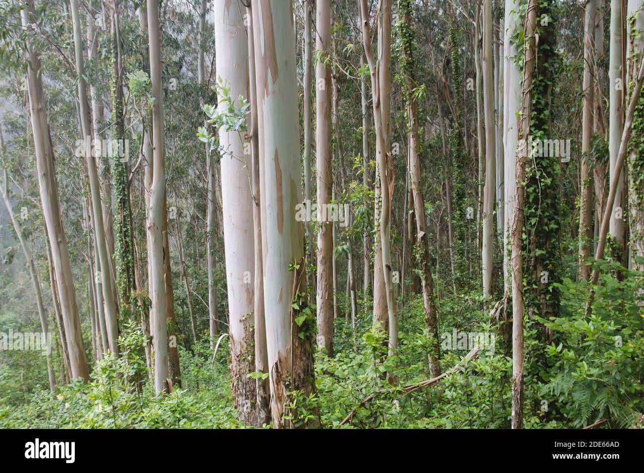 Eucalypt trees green forest landscape Stock Photo - Alamy