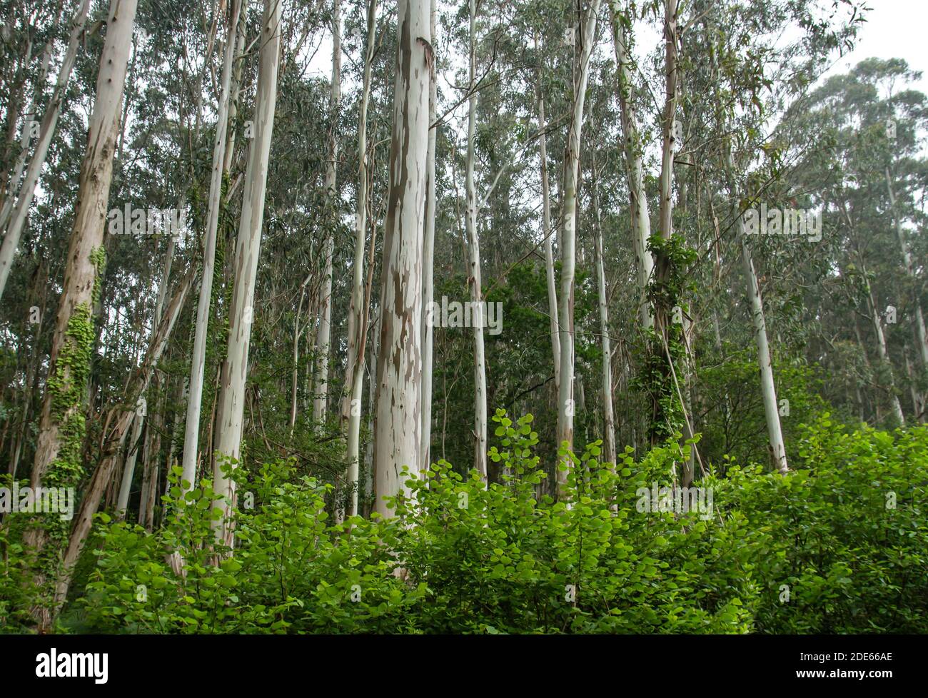 Wet eucalyptus forest hi-res stock photography and images - Alamy