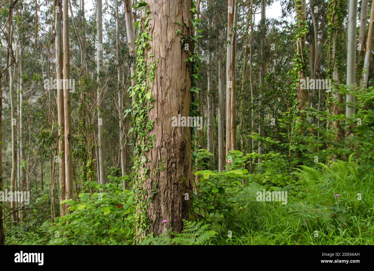 Eucalypt trees green forest landscape Stock Photo - Alamy