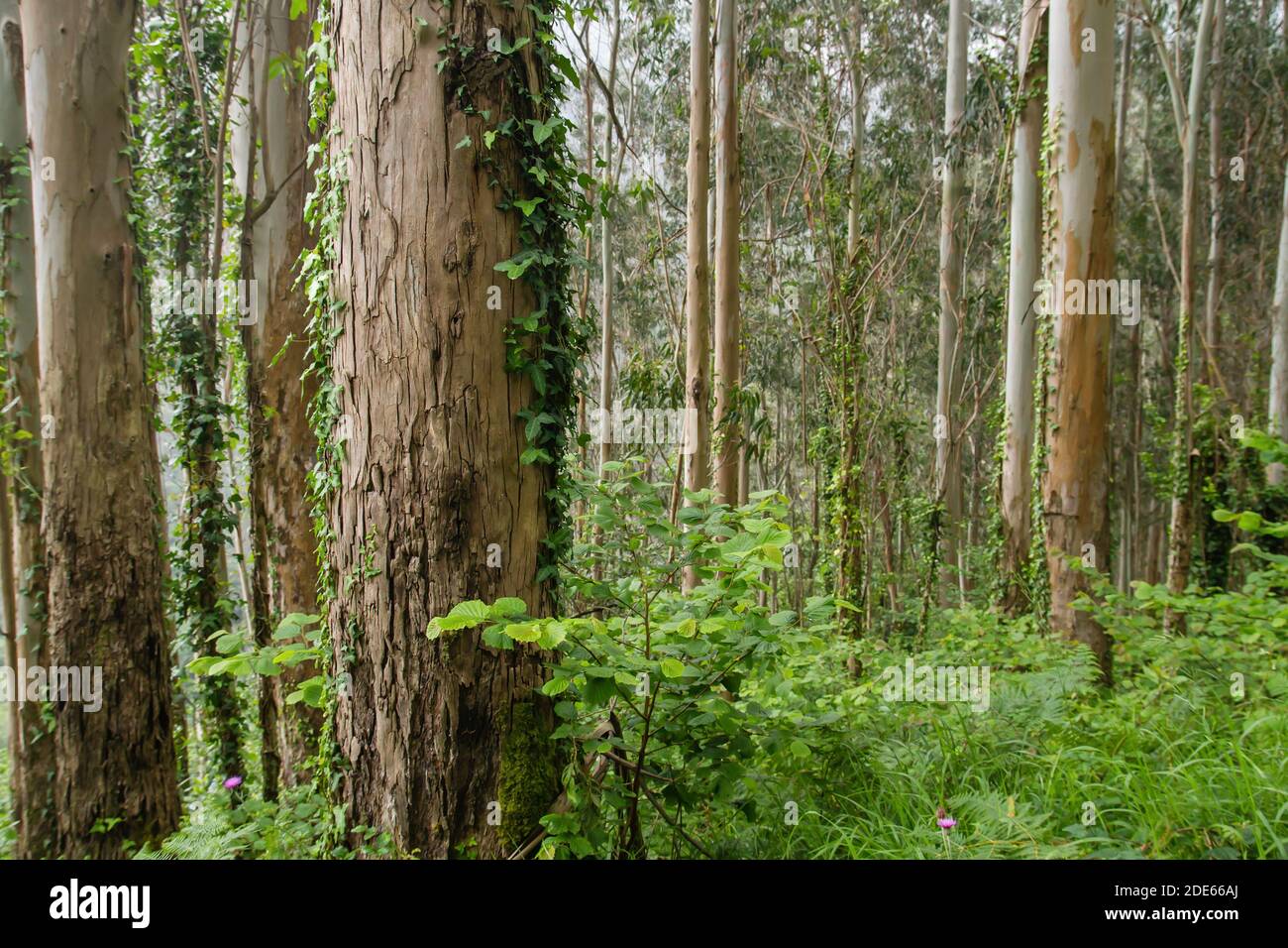 Eucalypt woodland australia hi-res stock photography and images - Alamy