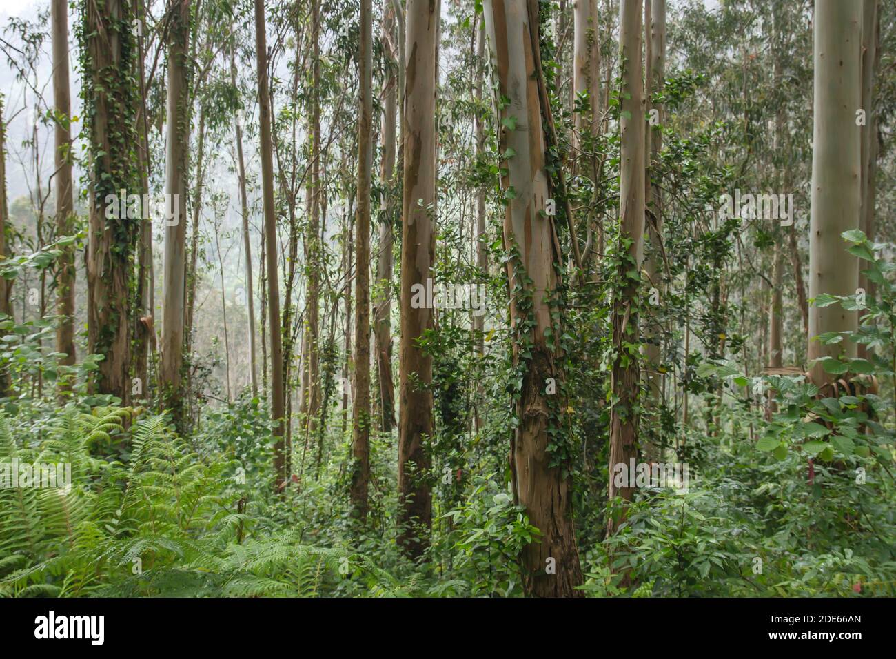 Eucalypt trees green forest landscape Stock Photo - Alamy