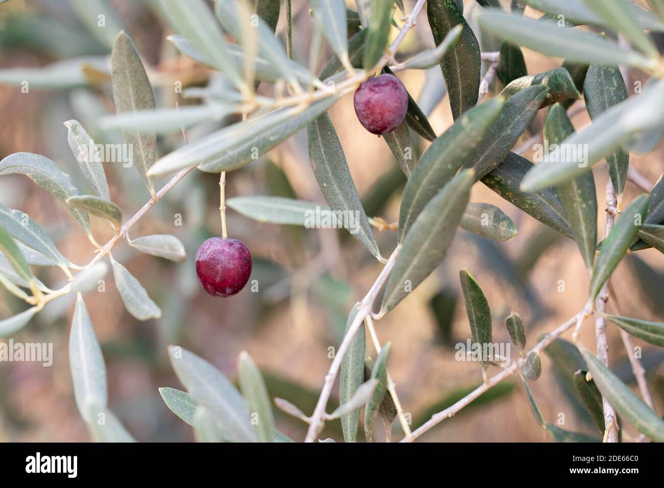 Ripe olives on an olive tree Stock Photo - Alamy