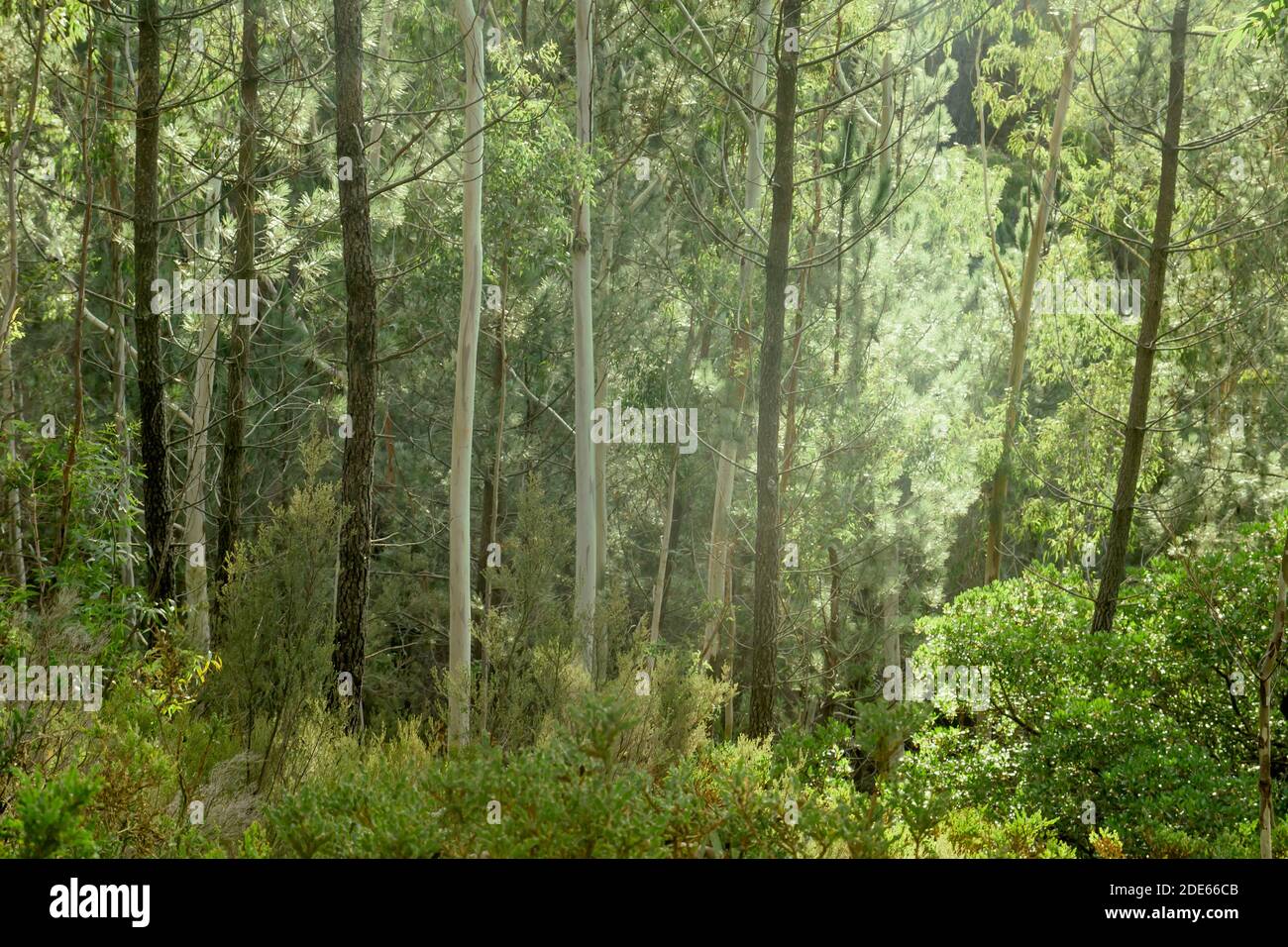 Green forest landscape Stock Photo - Alamy
