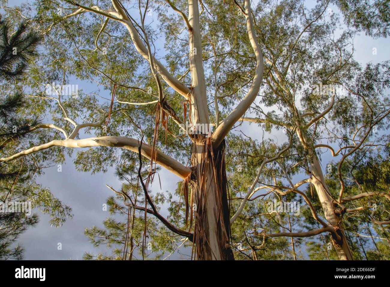 Eucalypt trees with green foliage Stock Photo - Alamy