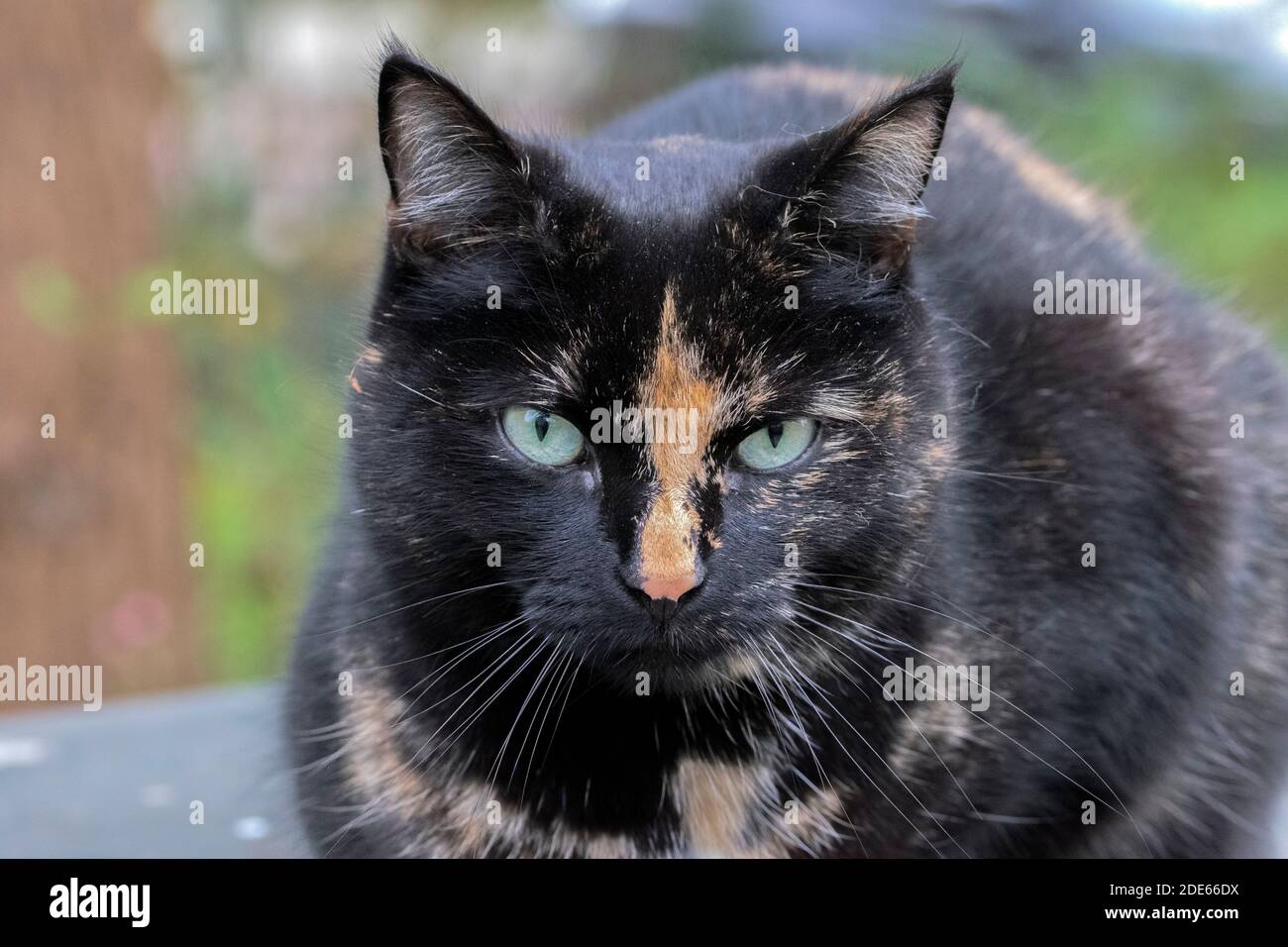 Close Up Of A Homeless Cat At Amsterdam The Netherlands 27-11-2020 ...